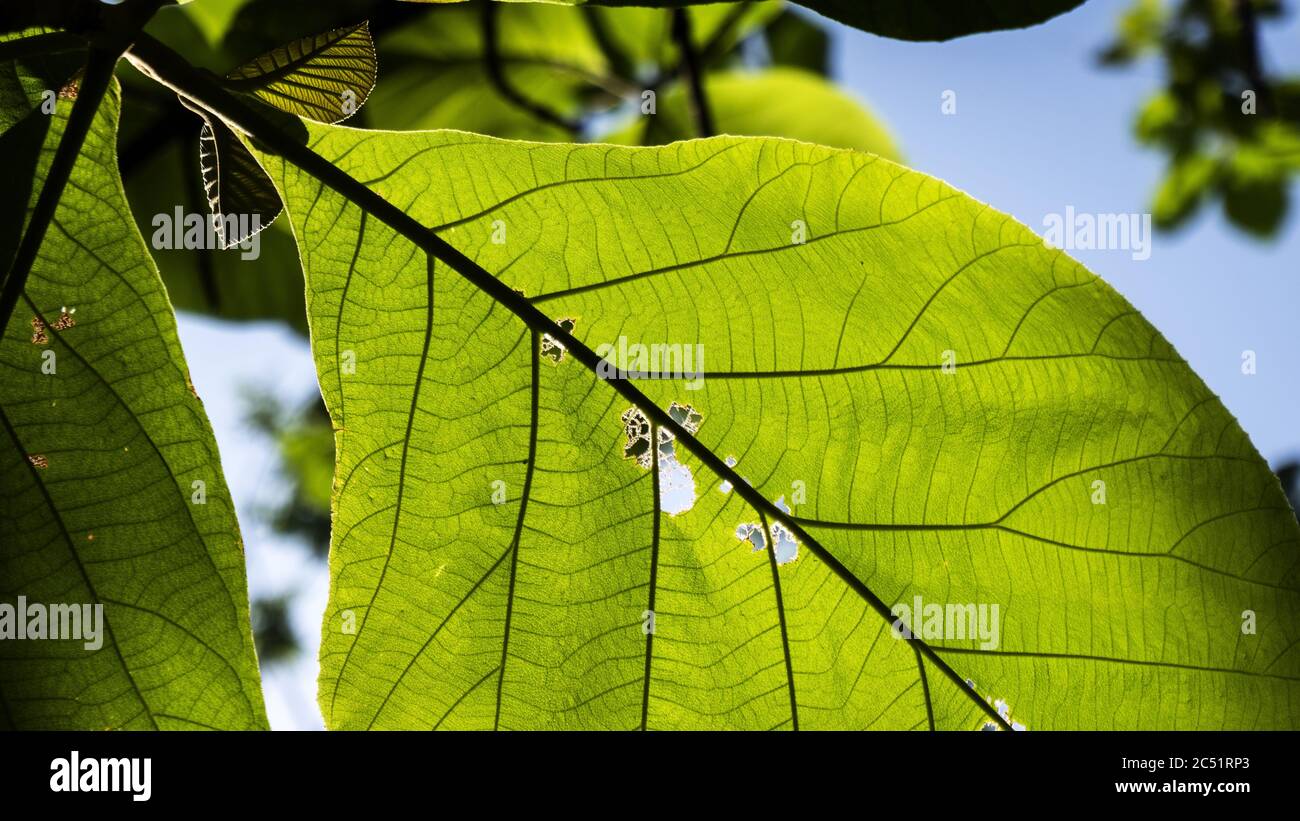 Selective focus shot of Terminalia catappa leaves with a blue sky ...