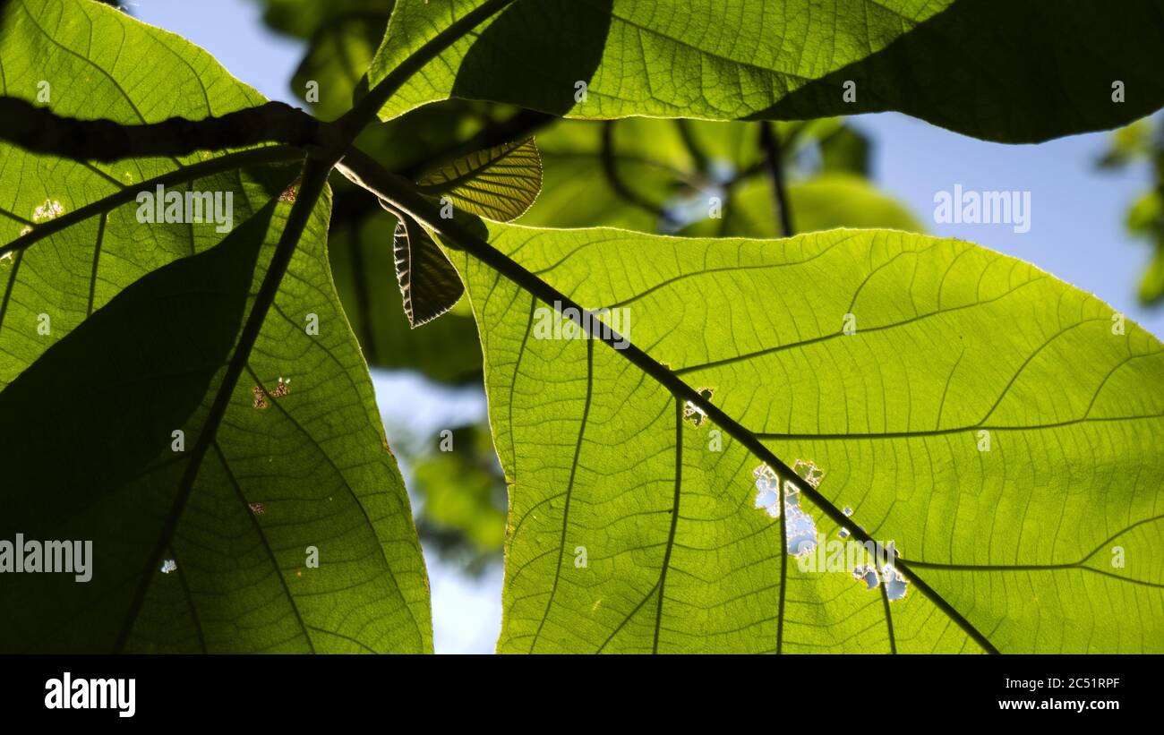 Selective focus shot of Terminalia catappa leaves with a blue sky ...