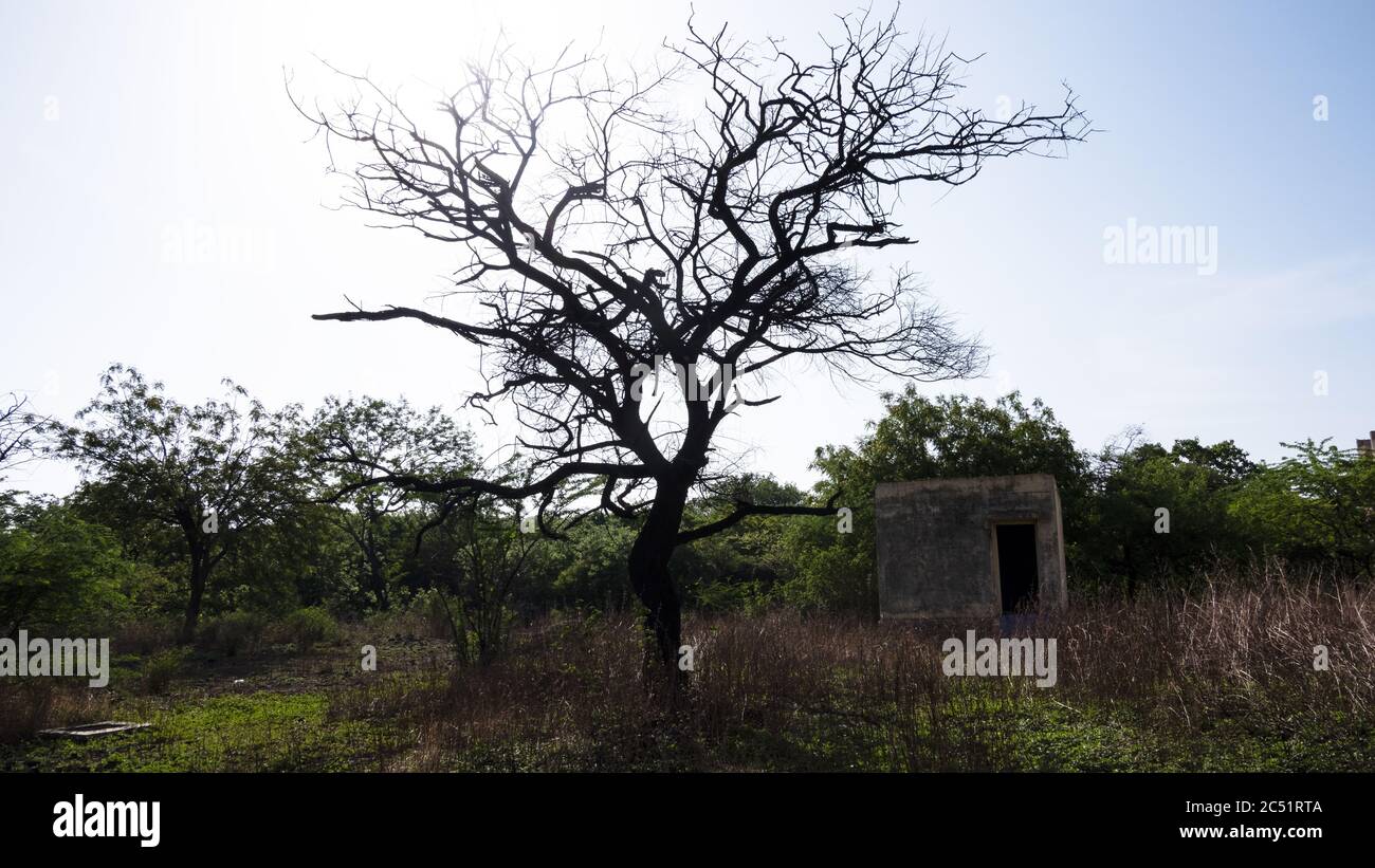 Beautiful shot of a mysterious scary dry tree against the blue sky - a ...