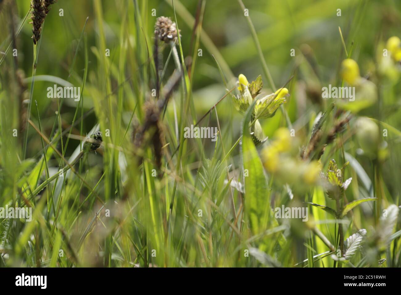 Garden yellow rattle hi-res stock photography and images - Alamy