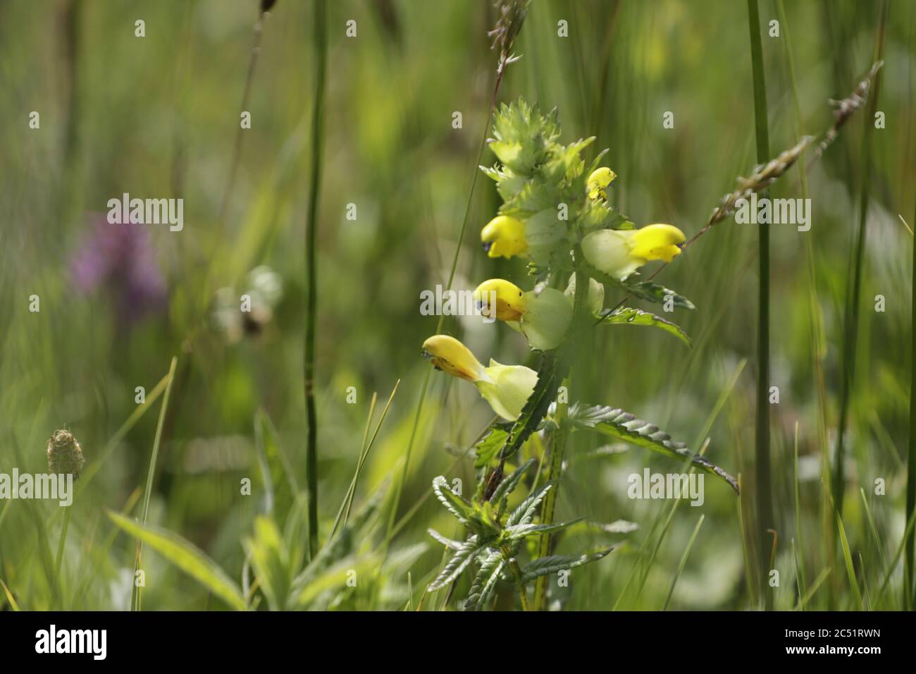 yellow rattle flower or Rhinanthus angustifolius Stock Photo - Alamy