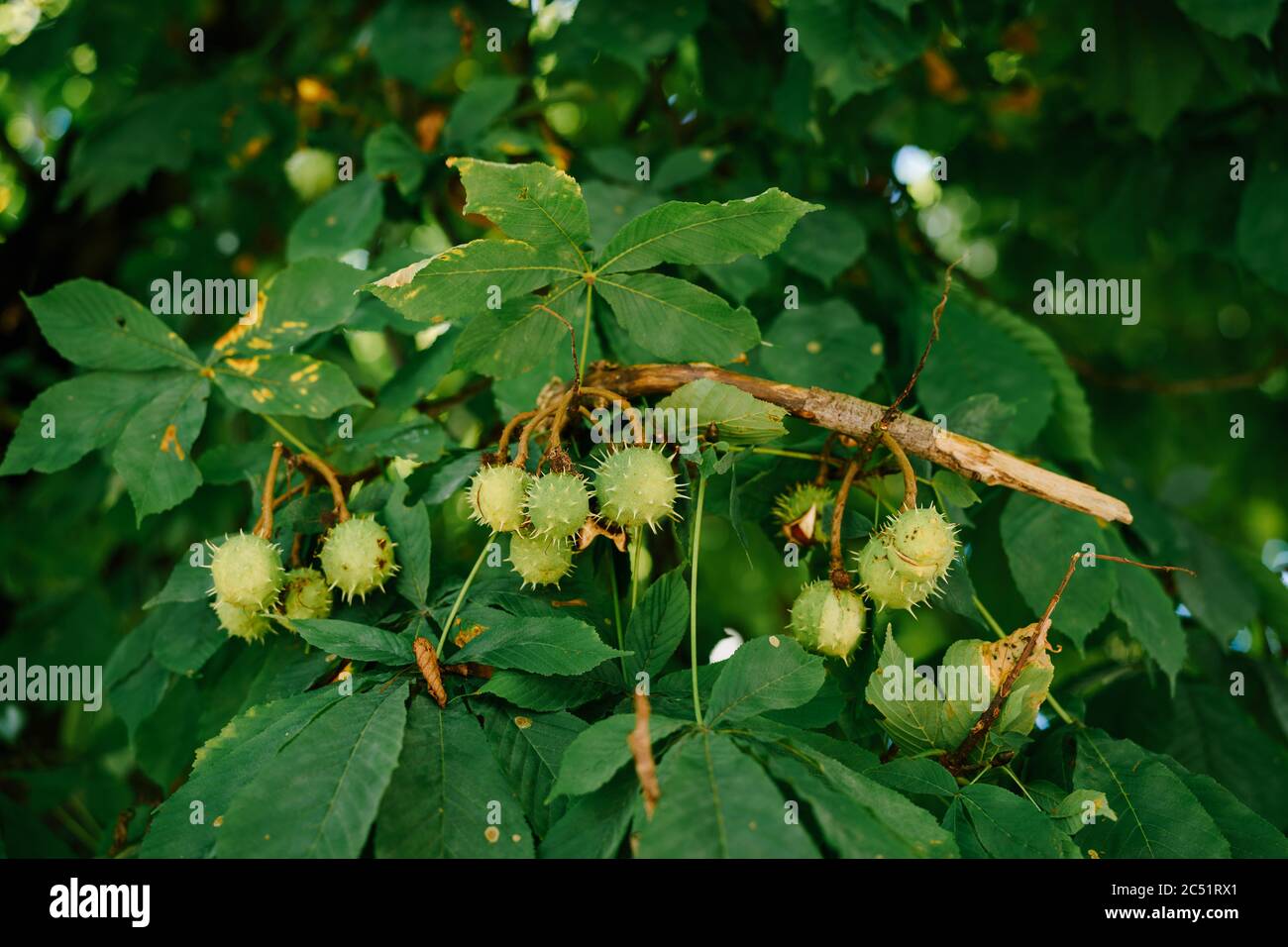 The fruit of horse chestnut on the branches of the tree - ball-shaped ...