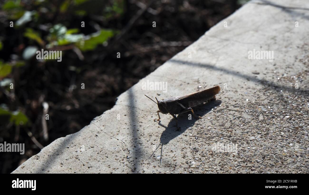 Selective focus shot of grasshopper on a concrete surface Stock Photo ...
