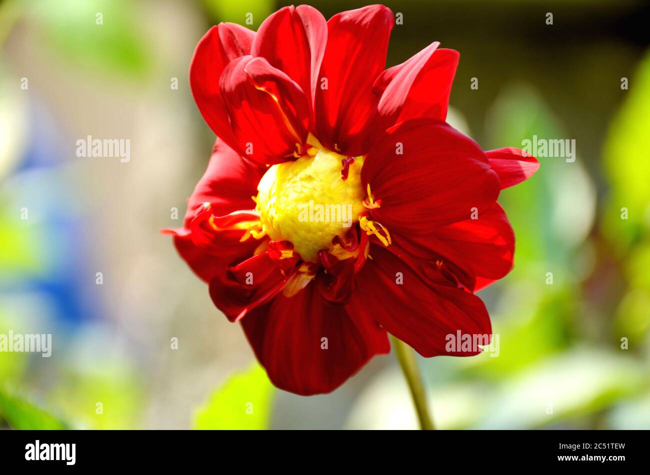 the beautiful red flower of dahlia growing in the garden Stock Photo ...