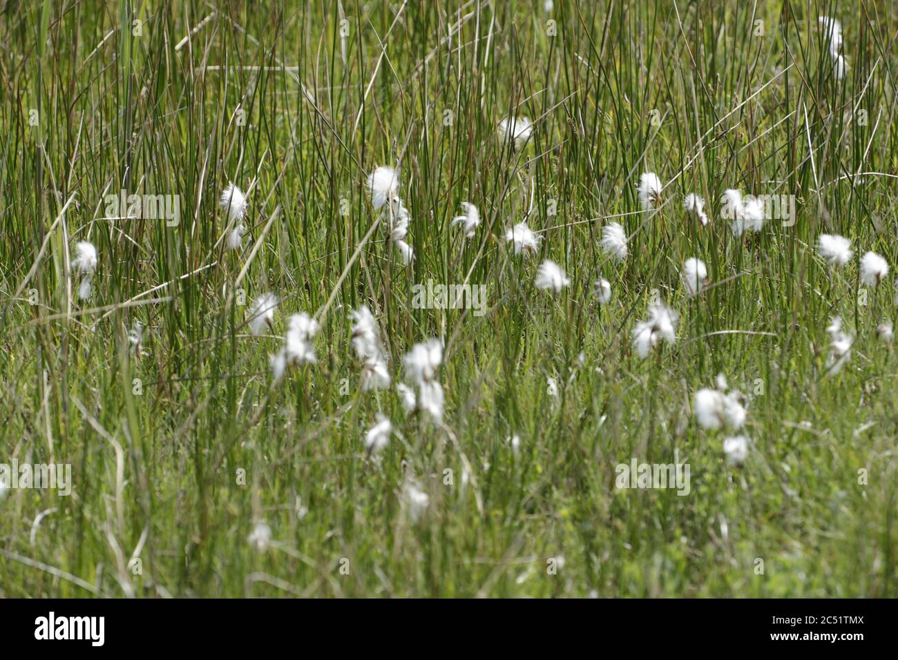 Common cottongrass and close up hi-res stock photography and images - Alamy
