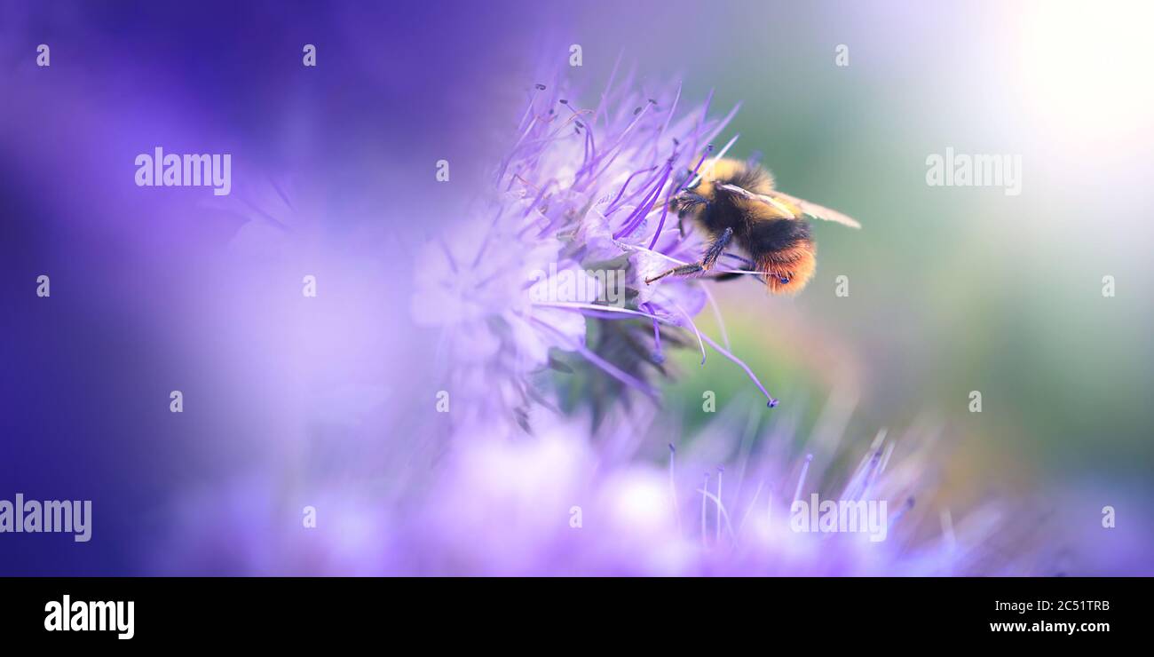 A bumblebee pollinating purple flowers Stock Photo - Alamy
