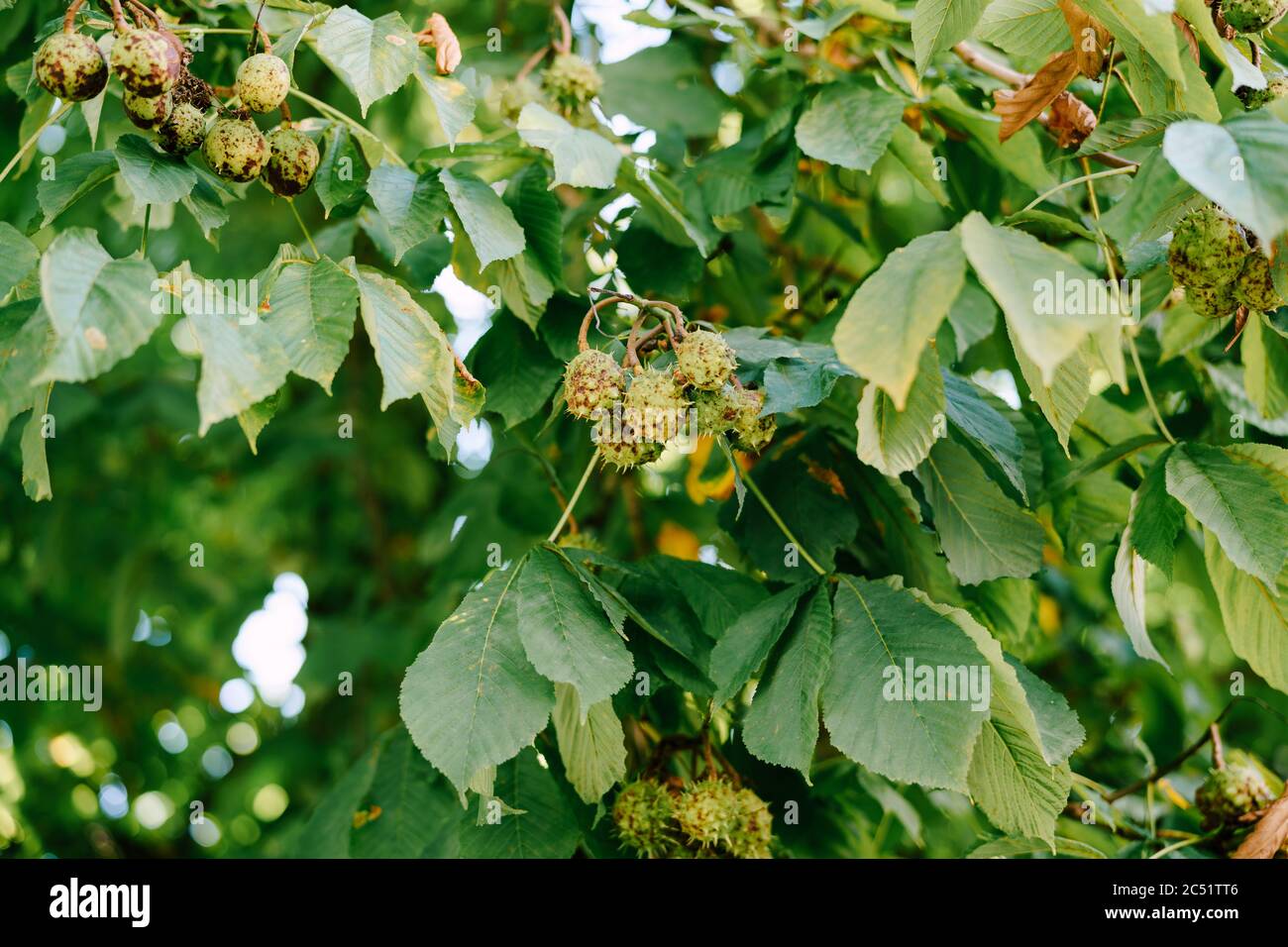 The fruit of horse chestnut on the branches of the tree - ball-shaped ...