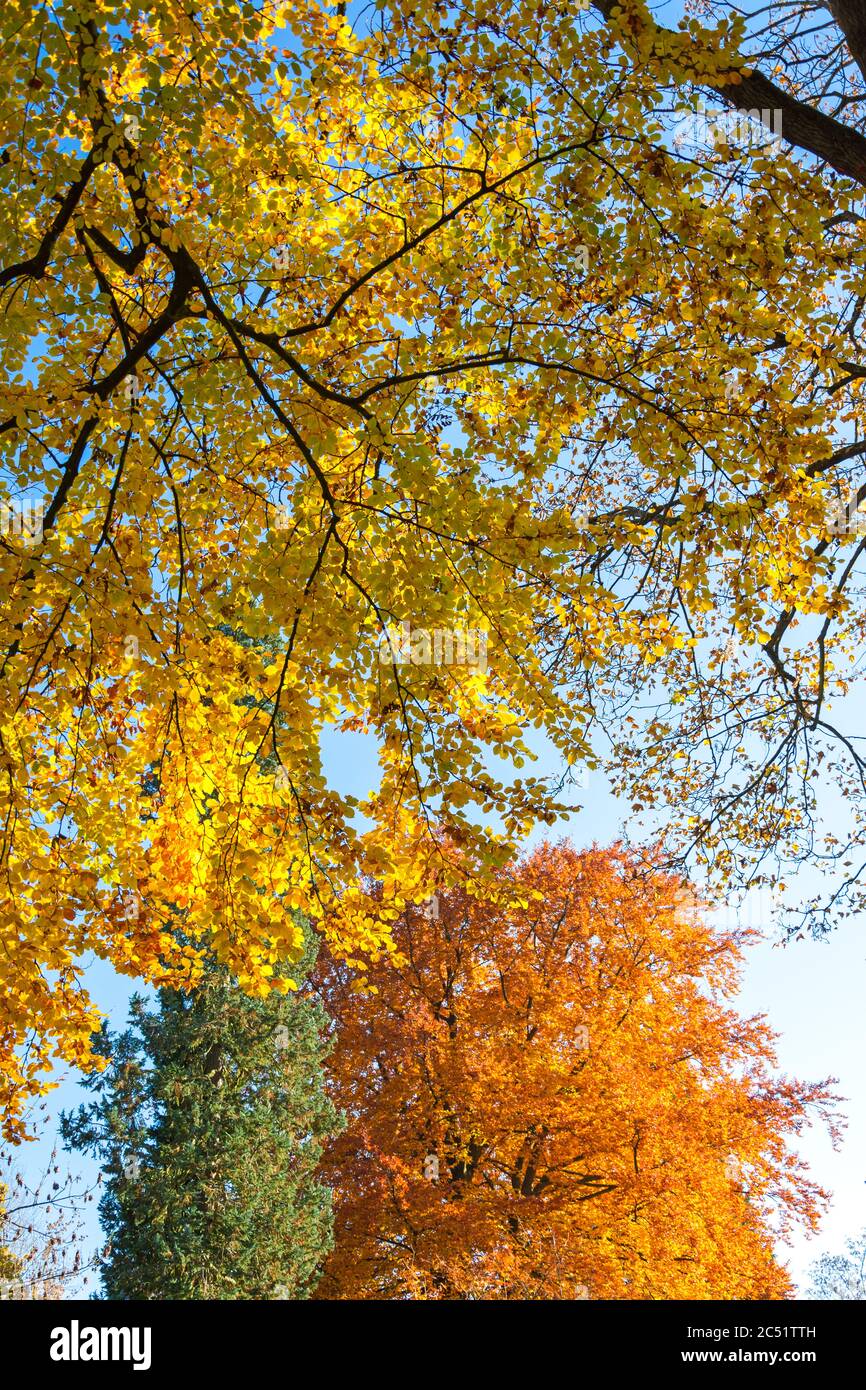 Indian summer autumn hi-res stock photography and images - Alamy