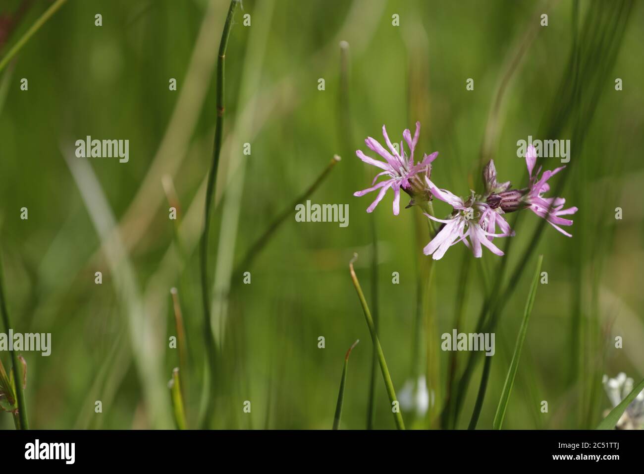 Ragged robin isolated hi-res stock photography and images - Alamy