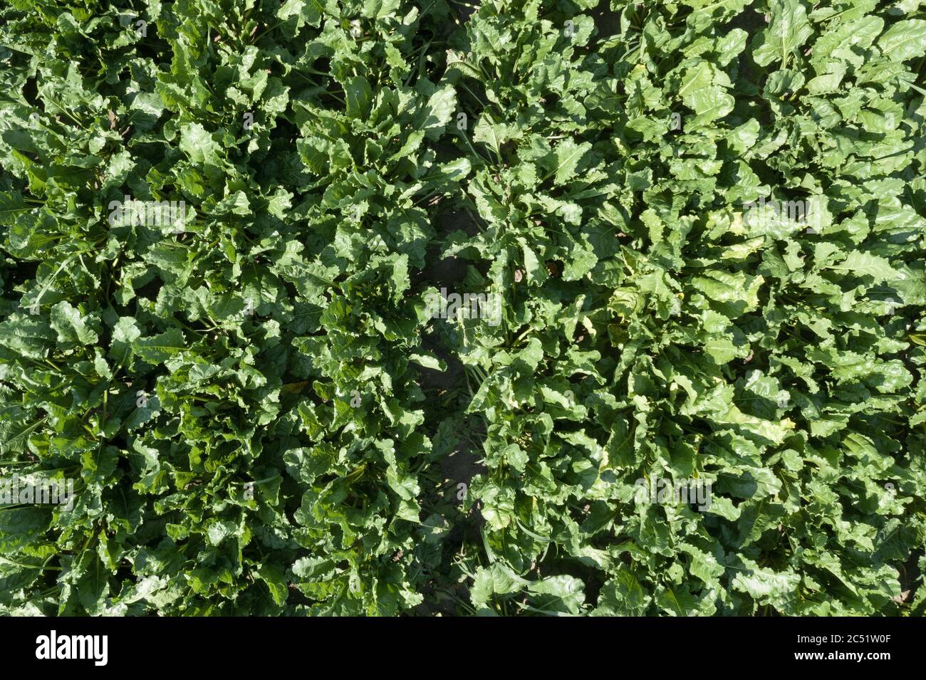 Root crops hi-res stock photography and images - Alamy