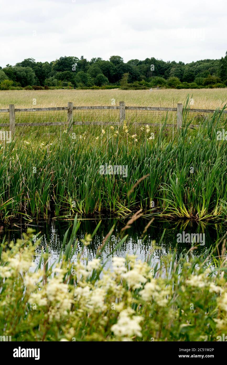 A pool in the conservation area of St. Mary`s Lands (Lammas Field ...