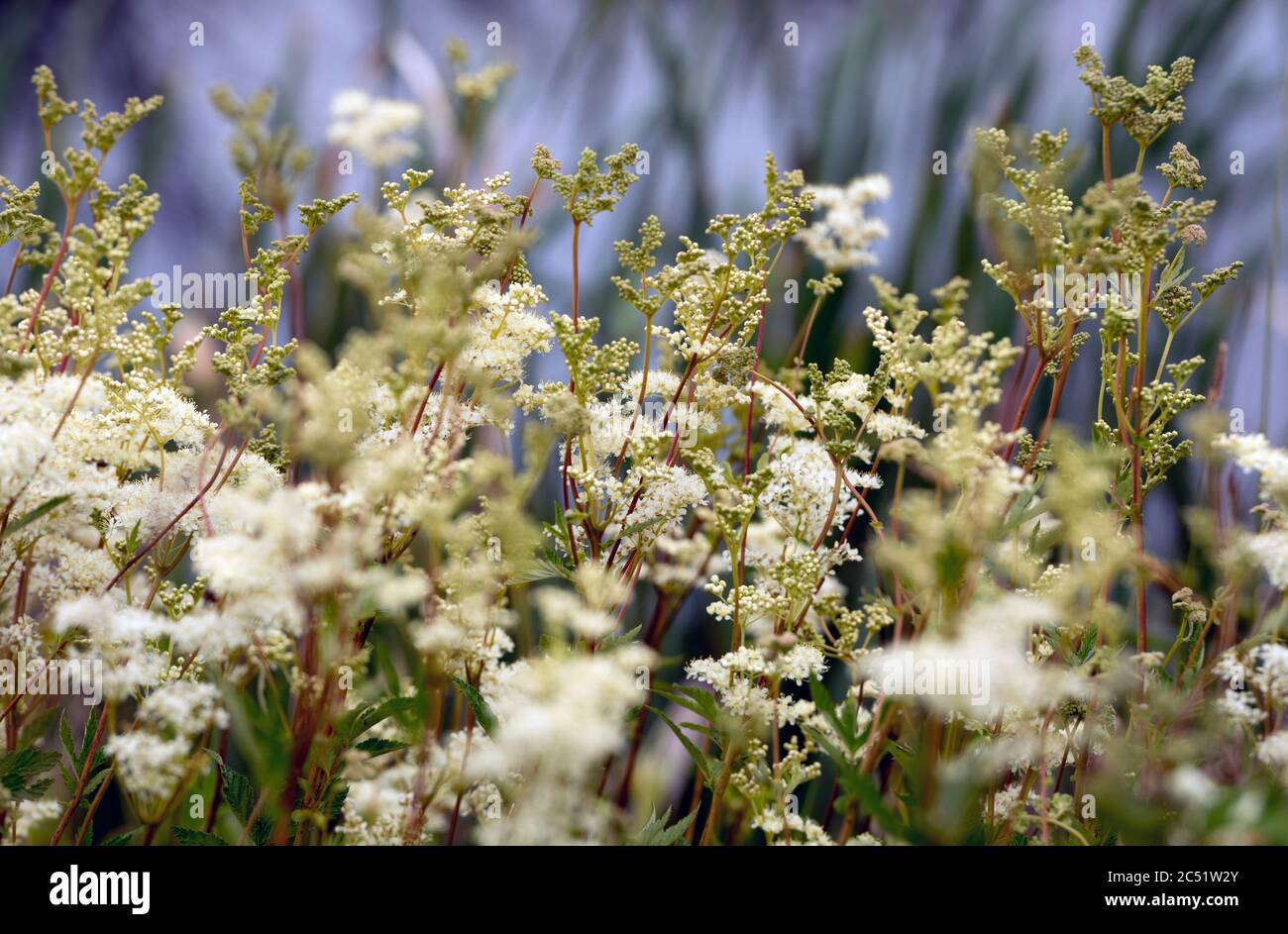Meadowsweet (Filipendula ulmaria) in the conservation area of St. Mary ...
