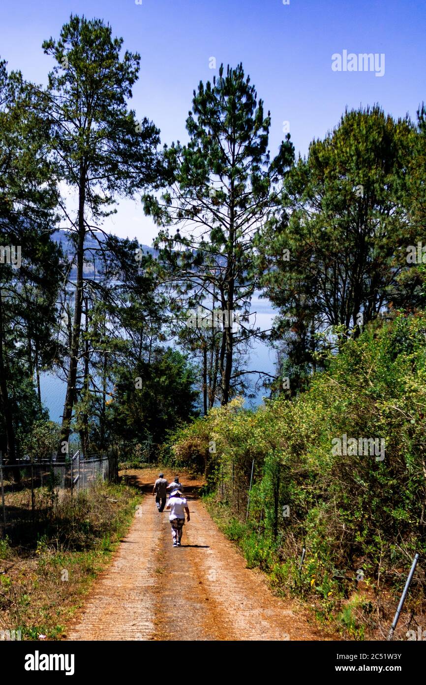 Men walking on the pathway in the forest surrounded by bushes and high ...