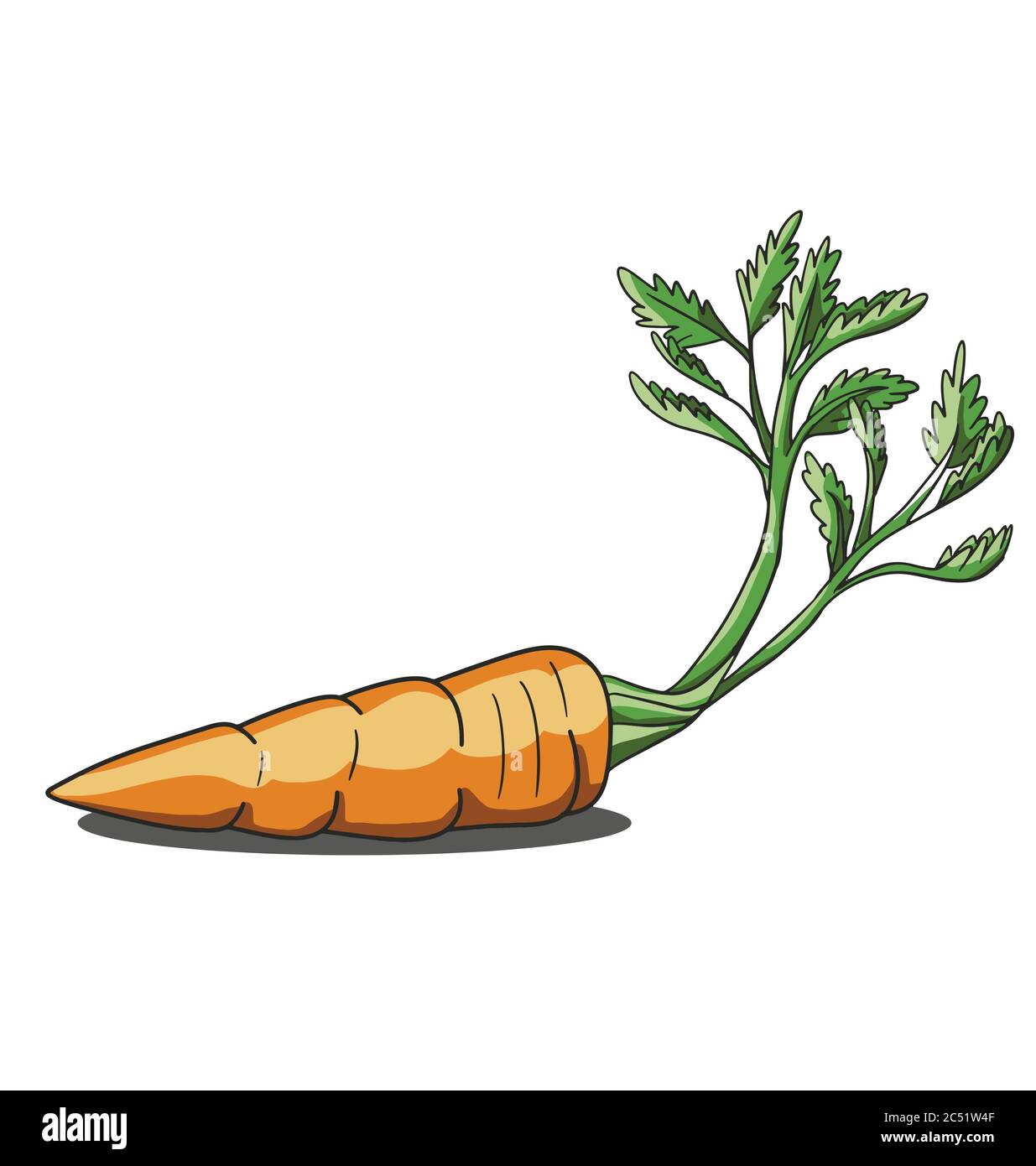 Single orange carrot isolated on white background Stock Vector Image ...