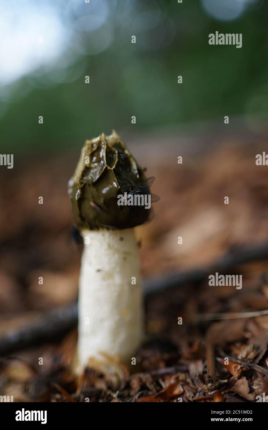 Phallic Shape High Resolution Stock Photography and Images - Alamy
