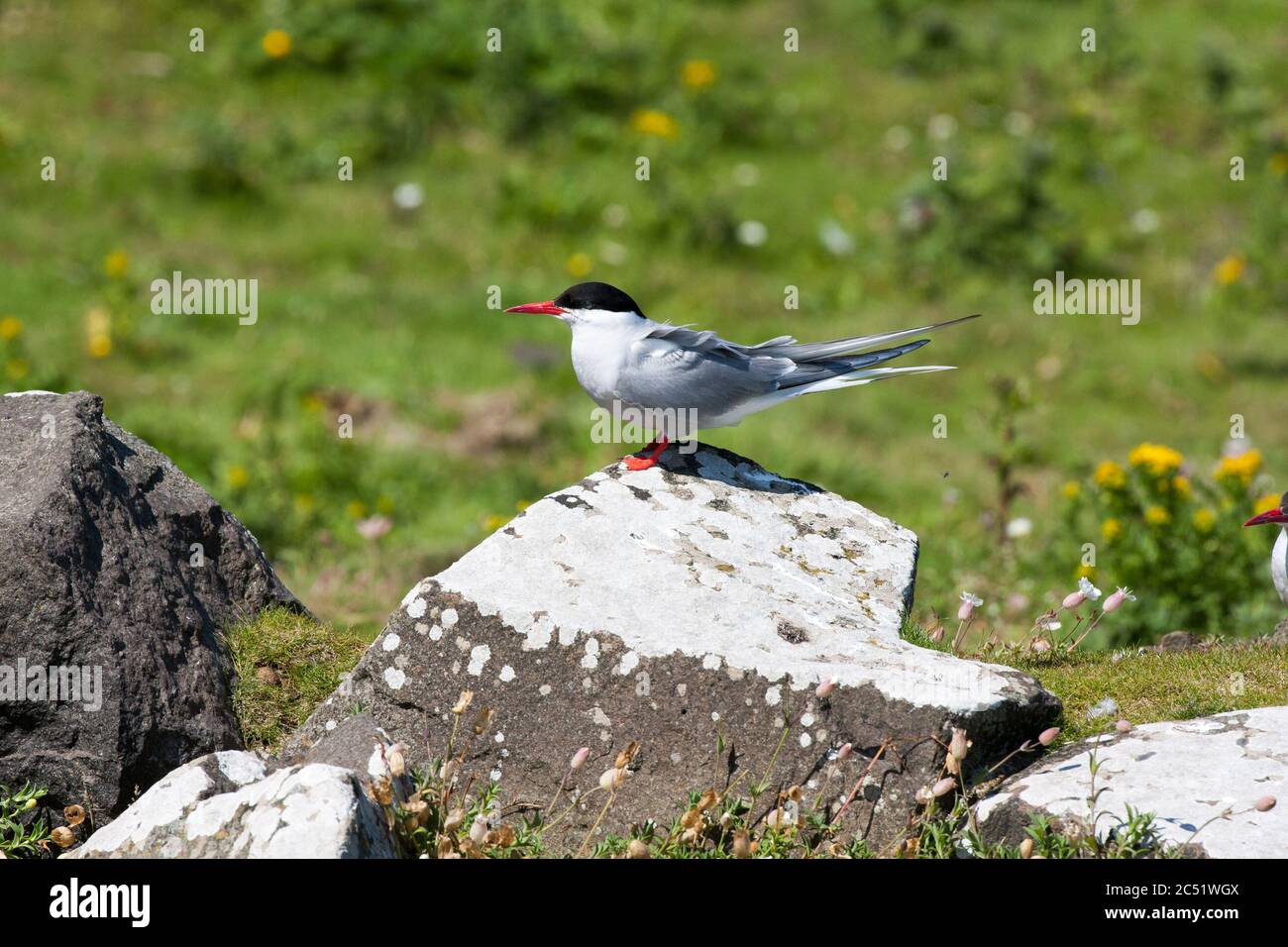 Fife birds hi-res stock photography and images - Alamy