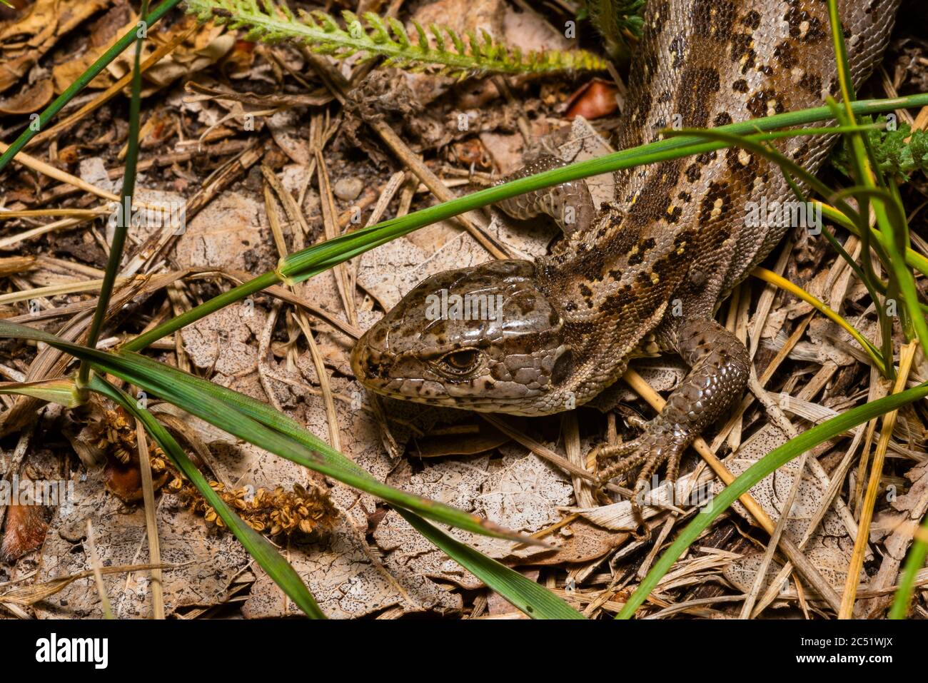Head of a famale Lizard, macro photo of a head of a female lizard ...