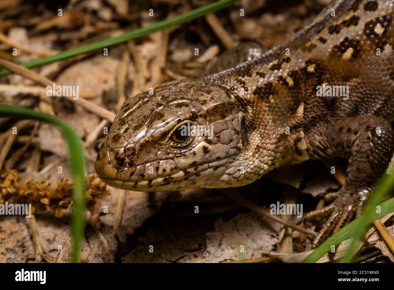 Head of a famale Lizard, macro photo of a head of a female lizard ...