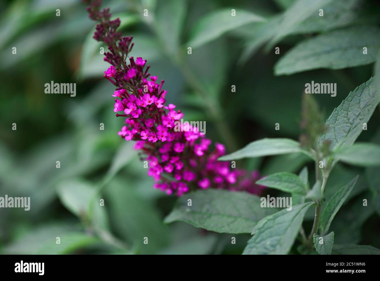 Pink buddleja davidii hi-res stock photography and images - Alamy