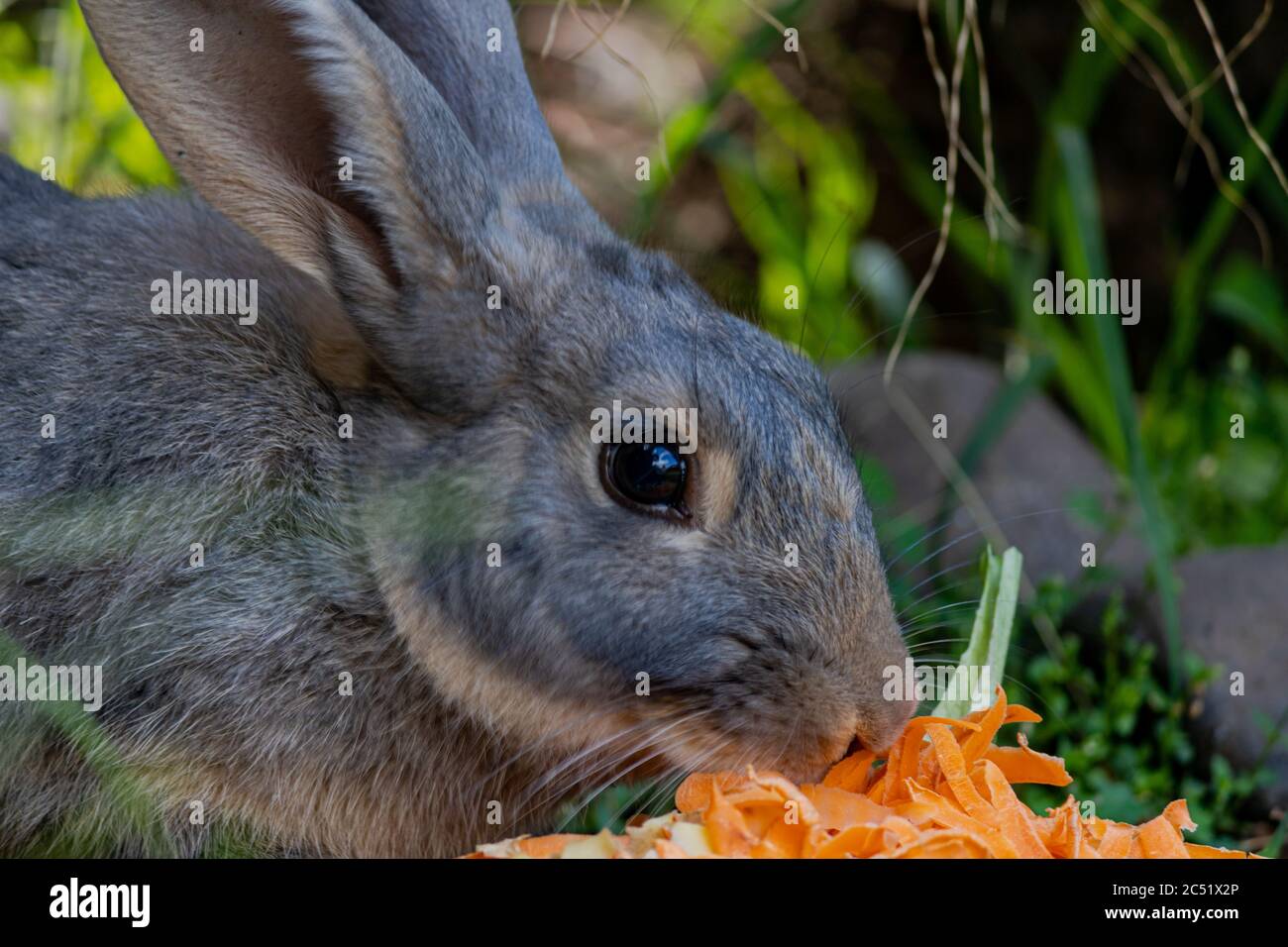 Rabbit eating food from bowl hi-res stock photography and images - Alamy