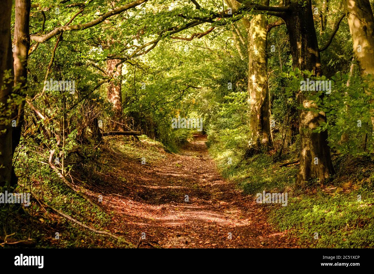 Wooded country lane in early Autumn sunshine Stock Photo - Alamy