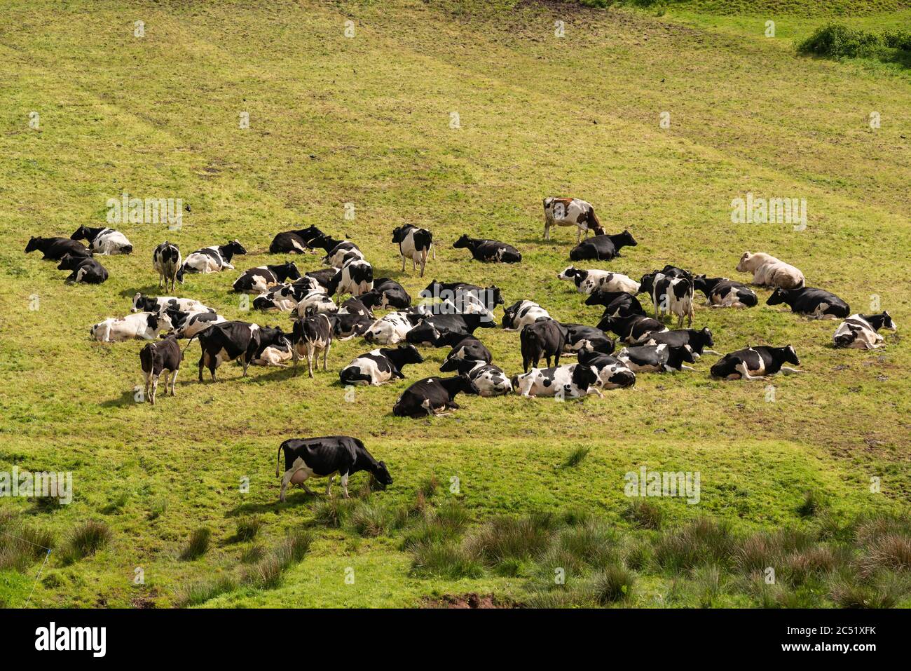 Dairy cows strip grazing in field, Carmarthenshire, Wales, UK Stock ...