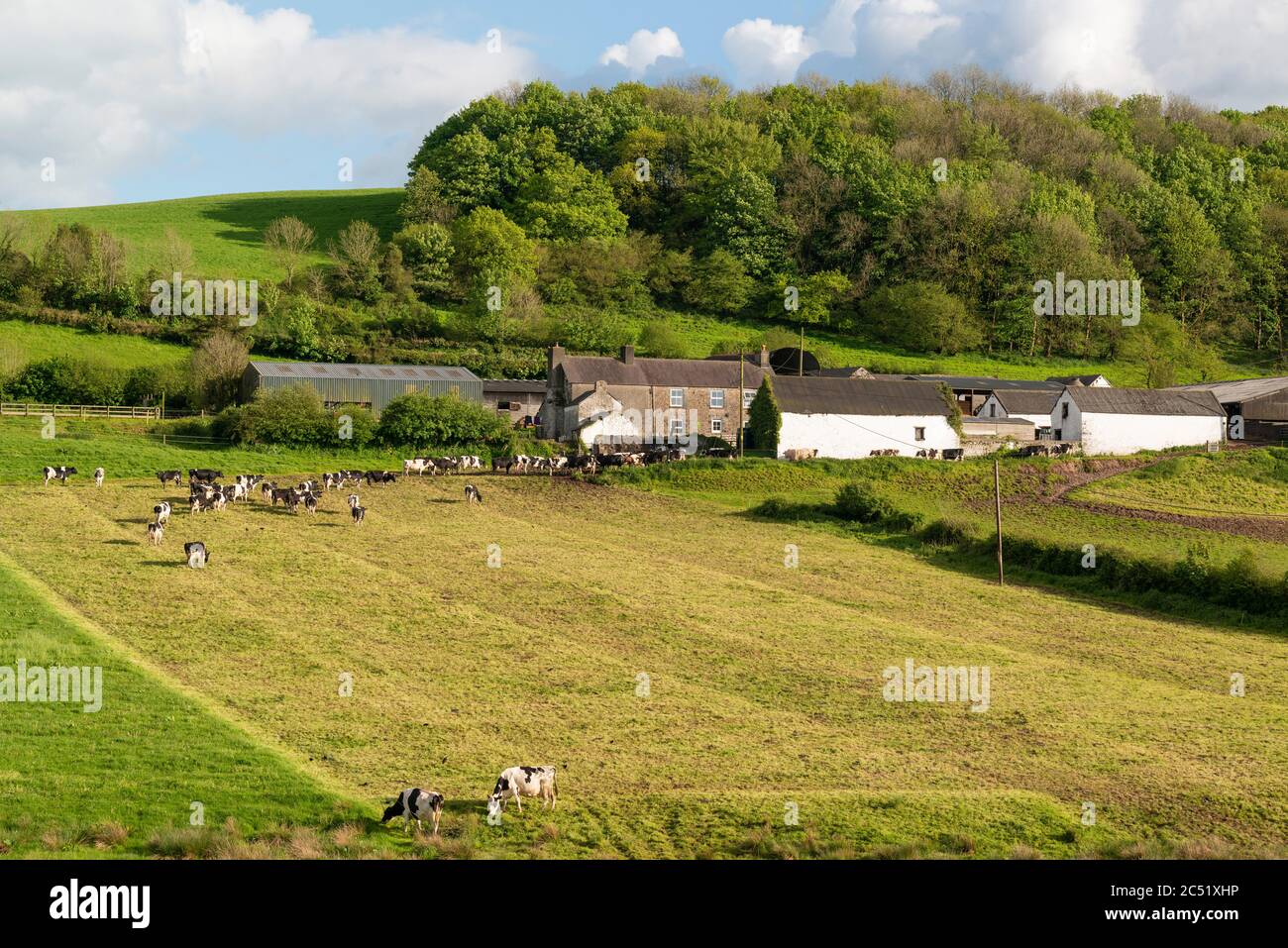 Dairy cows strip grazing in field, Carmarthenshire, Wales, UK Stock ...