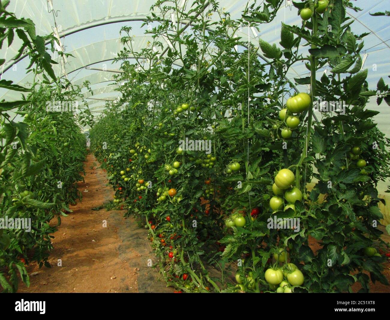 Maltese farmers hi-res stock photography and images - Alamy