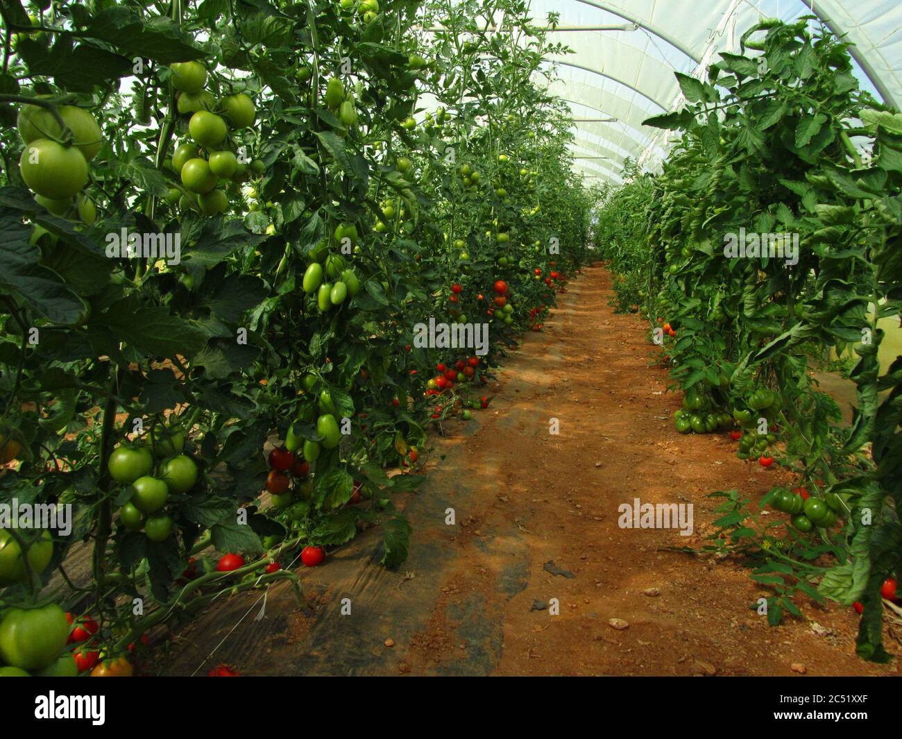 Maltese farmers hi-res stock photography and images - Alamy