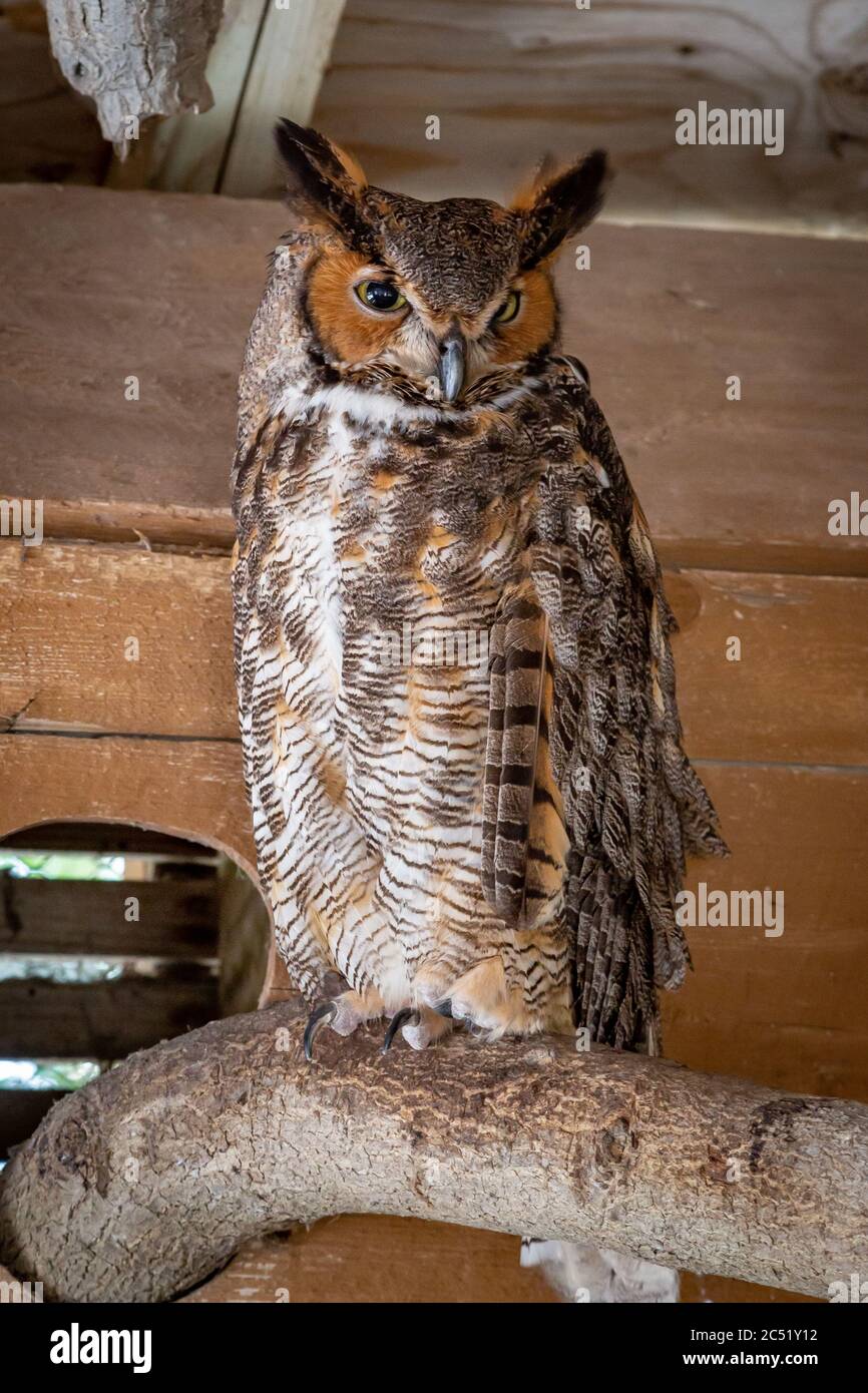 A rescued Great Horned Owl in an animal sanctuary Stock Photo - Alamy