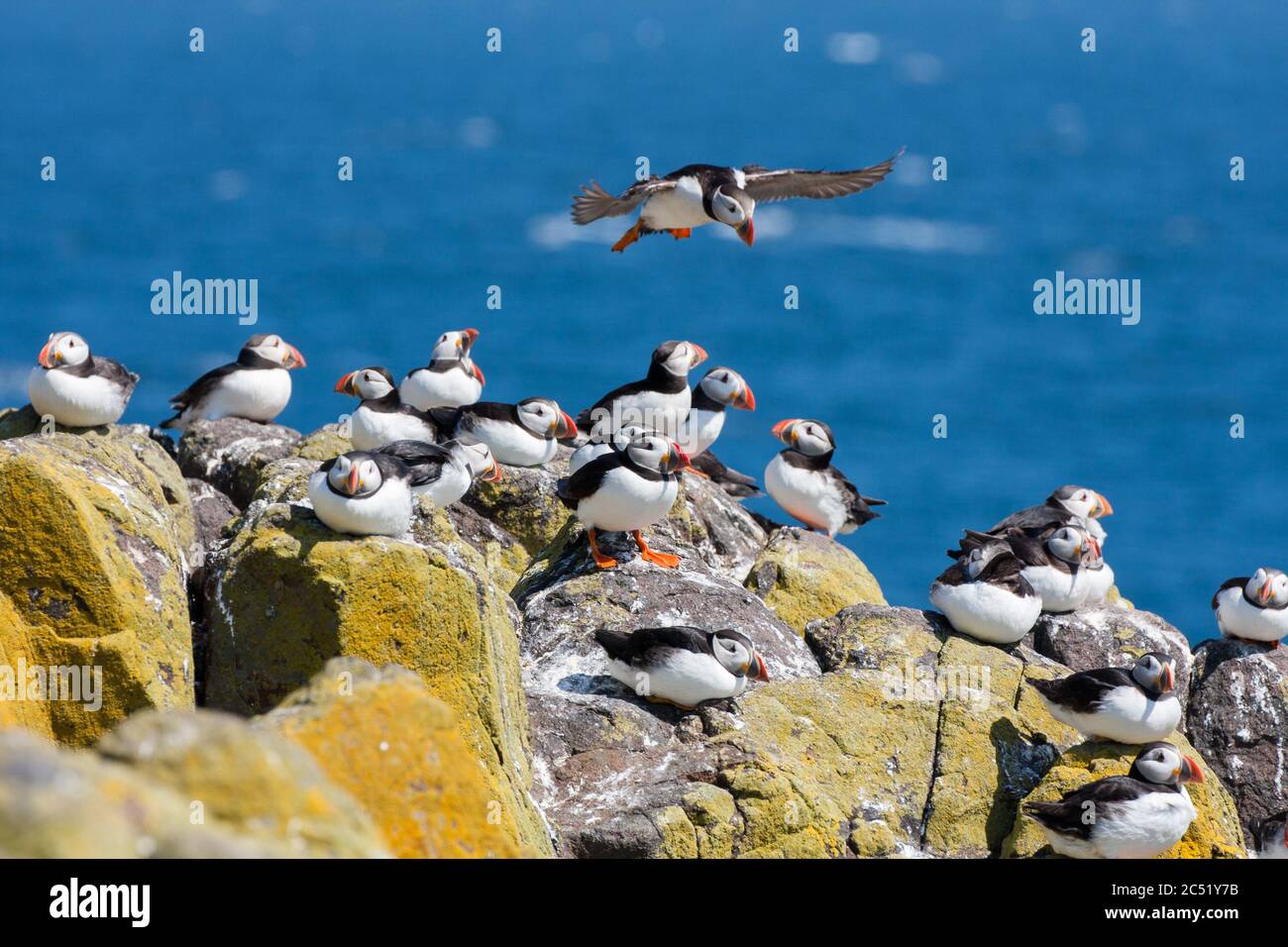 Puffins hi-res stock photography and images - Alamy