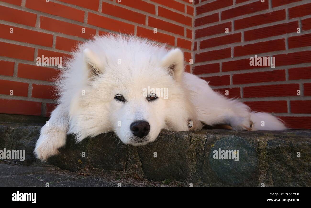 samoyed dog is lying in front of a wall Stock Photo - Alamy