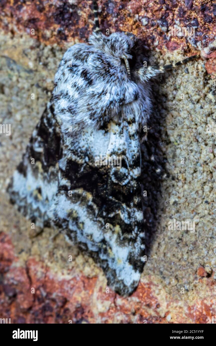 Closeup shot on an eye pattern winged moth on a red and grey bricked ...