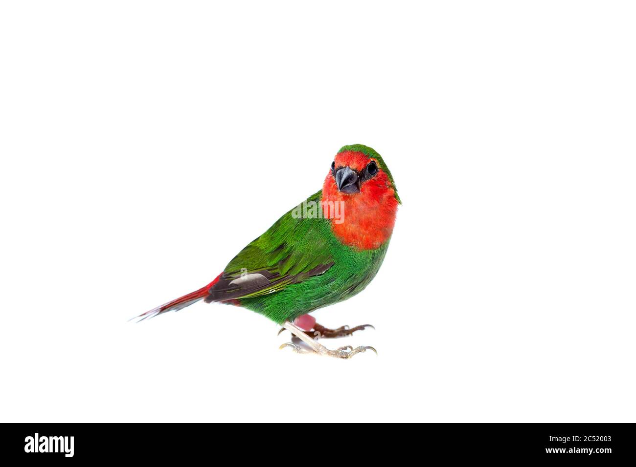 Parrot finch hi-res stock photography and images - Alamy