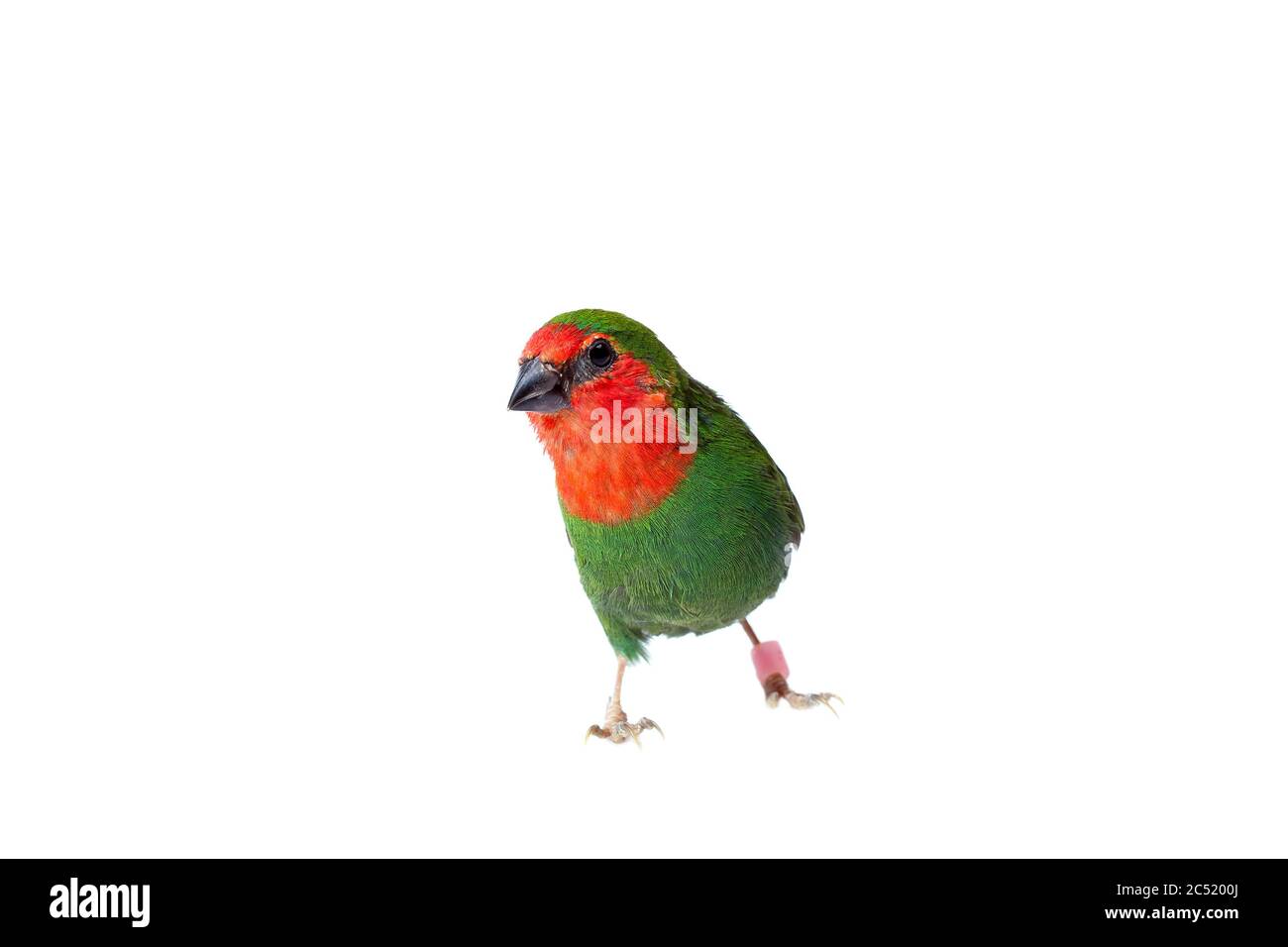 Red headed parrot finch hi-res stock photography and images - Alamy