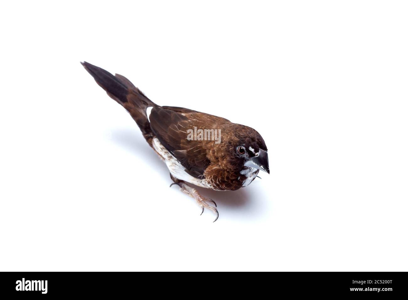 Japanese finch bird with brown and white feathers top view birding ...
