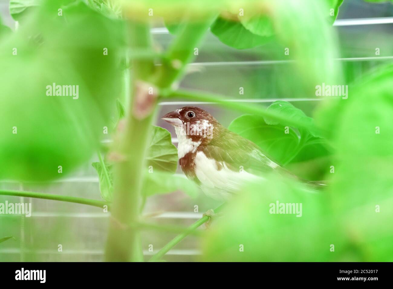 Japanese finch bird with brown and white feathers sits on a green plant ...