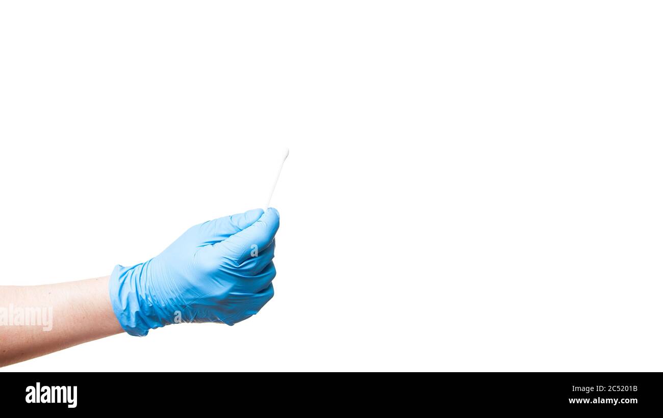 doctor hand in a blue sterile glove holds a cotton swab for sampling ...