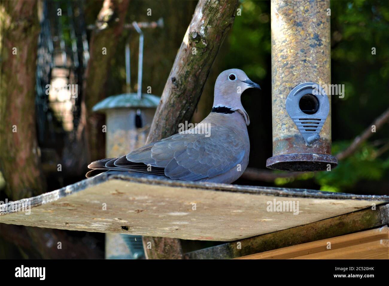 Collared dove bird table hi-res stock photography and images - Alamy