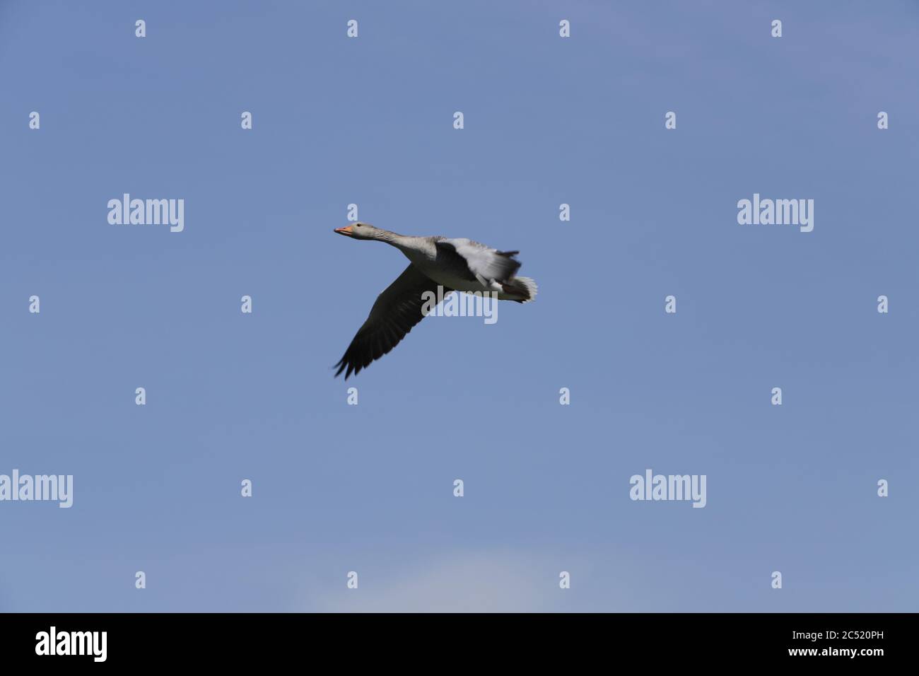 Wildgoose hi-res stock photography and images - Alamy