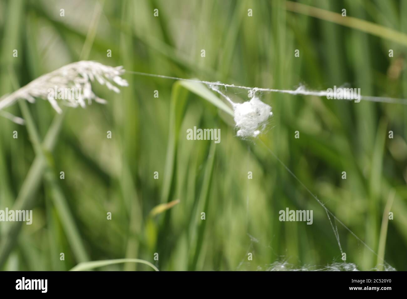 threads with a spiderweb hanging between reeds Stock Photo - Alamy