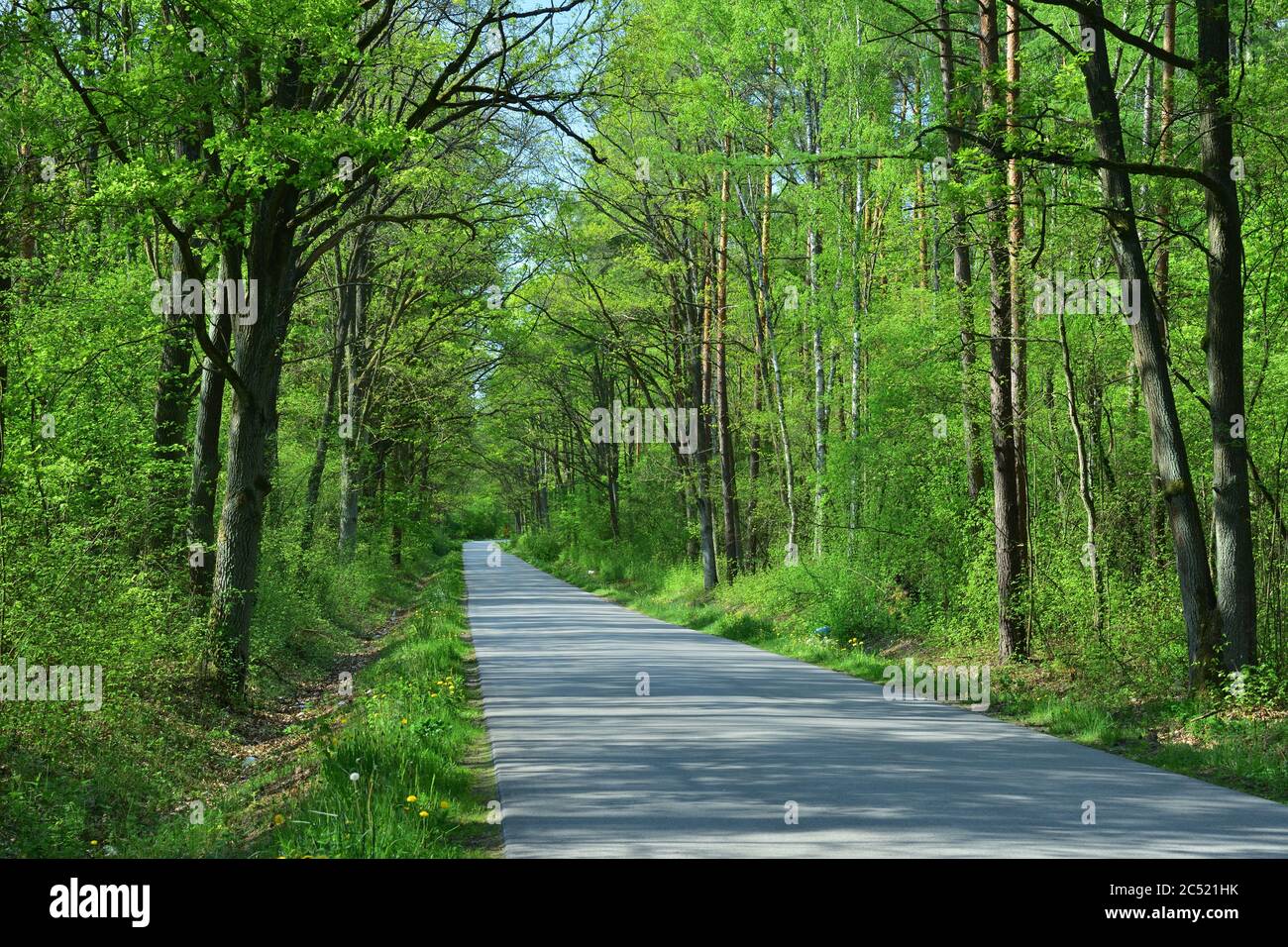 Road through a green, peaceful forest. A moment of relaxation Stock ...