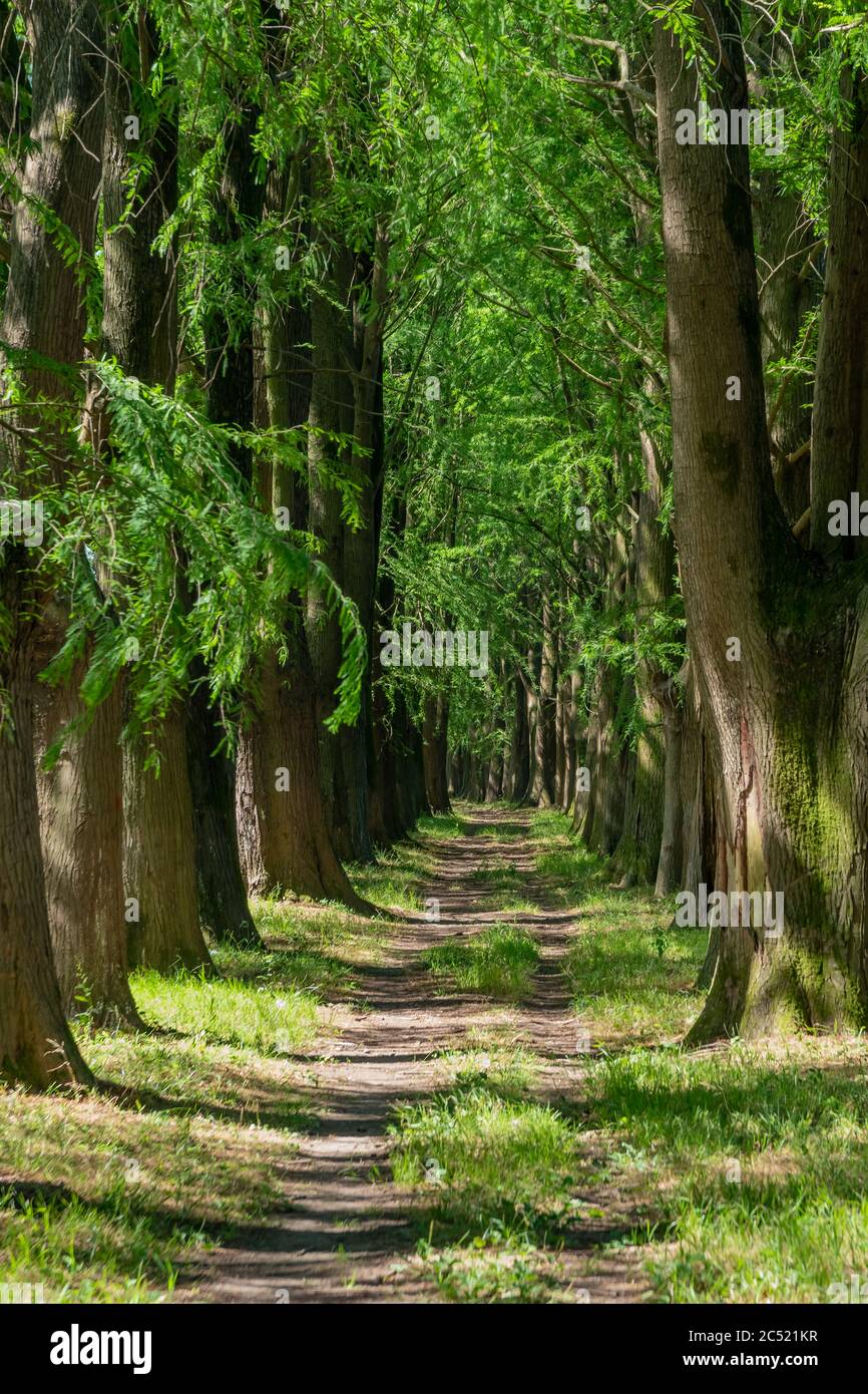 Alley of swamp cypress trees in Poti, Georgia Stock Photo - Alamy