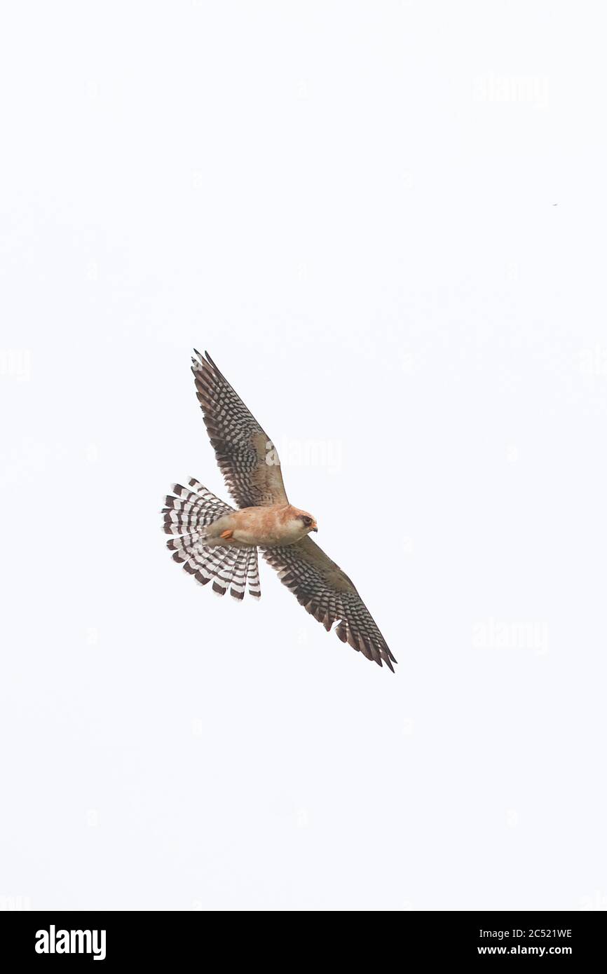 Romania falcon hi-res stock photography and images - Alamy