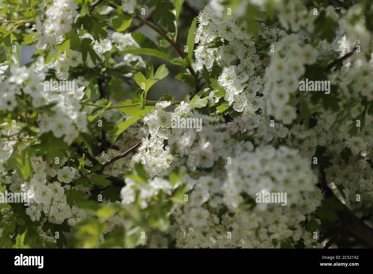 Mayflower Tree High Resolution Stock Photography and Images - Alamy
