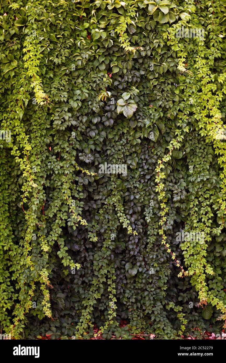 Living green texture hi-res stock photography and images - Alamy