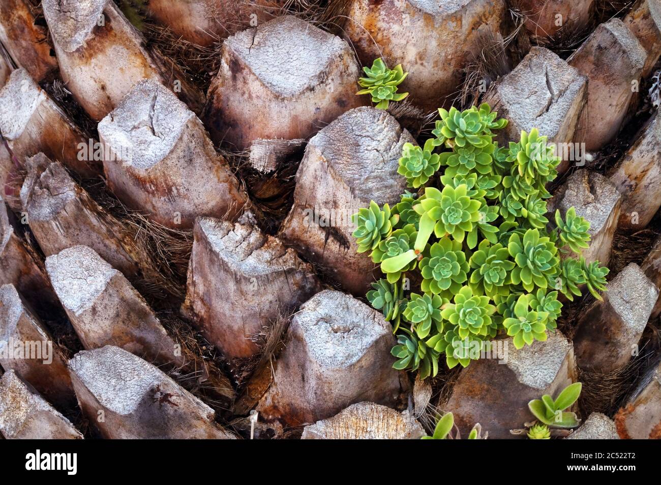 Succulent plants on the palm tree background Stock Photo - Alamy
