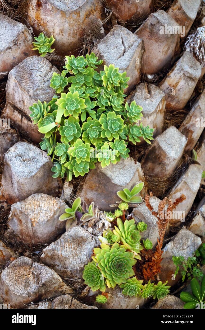 Succulent plants on the palm tree background Stock Photo - Alamy