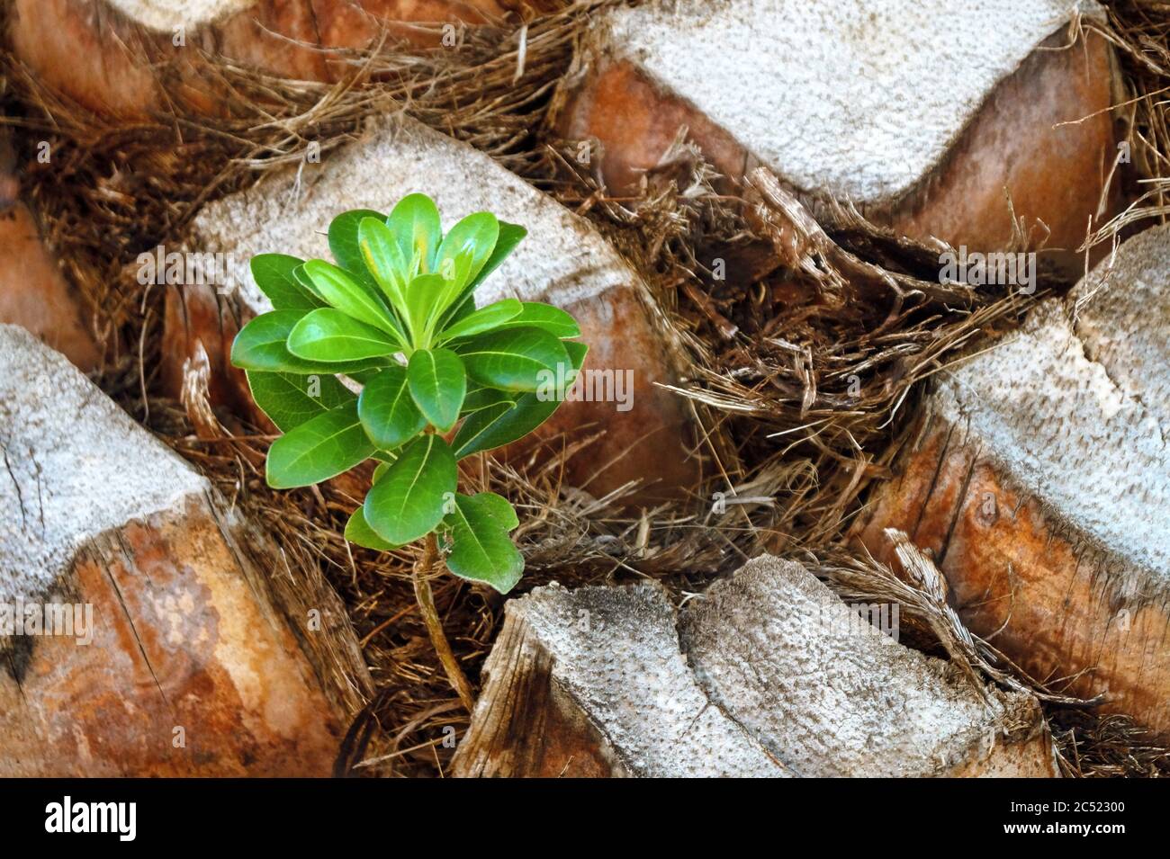 Succulent plants on the palm tree background Stock Photo - Alamy