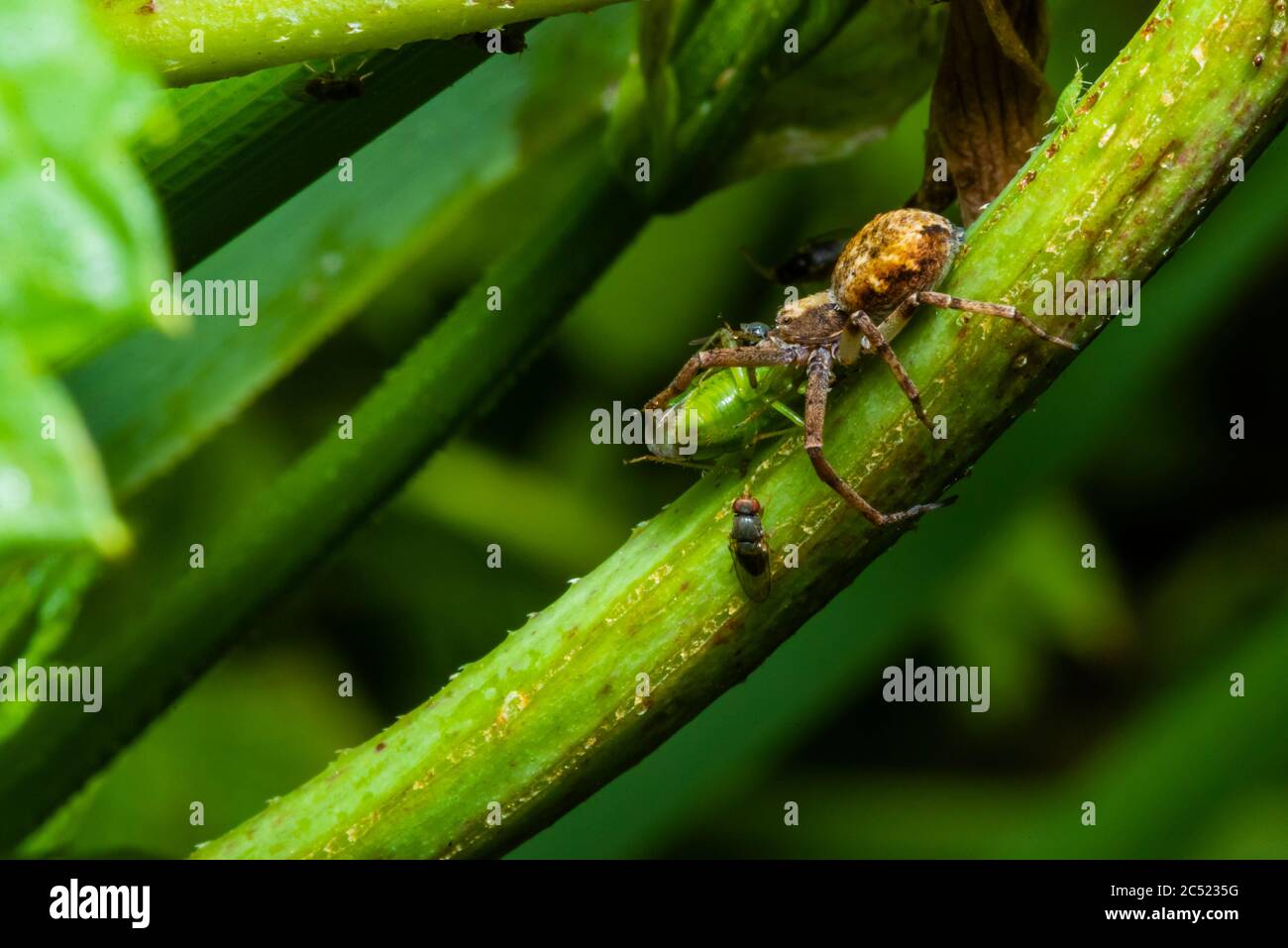 A little spider is eating an insect, a little fly is watching a spider ...
